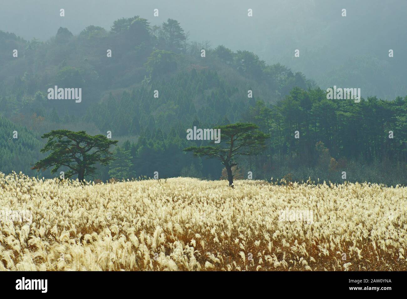 Field of Japanese Grass (Miscanthus Sinensis Stock Photo - Alamy
