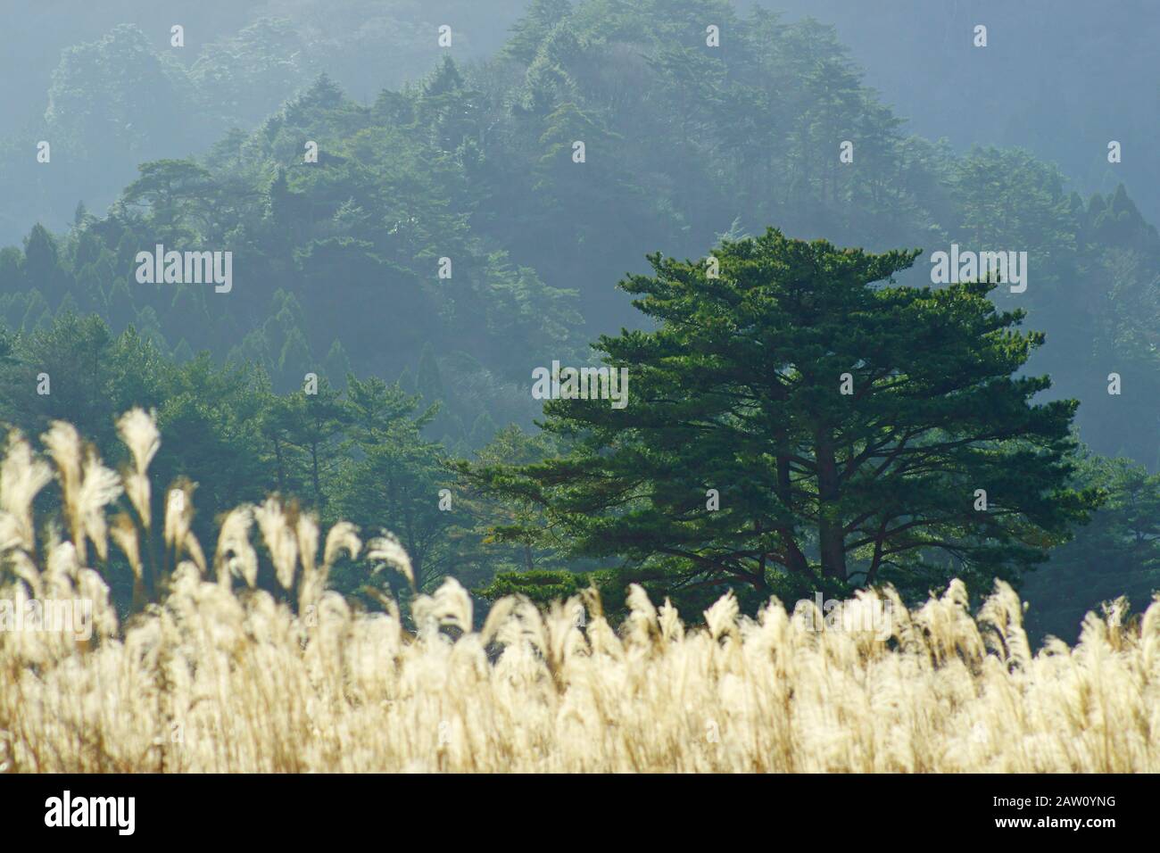Field of Japanese Grass (Miscanthus Sinensis Stock Photo - Alamy
