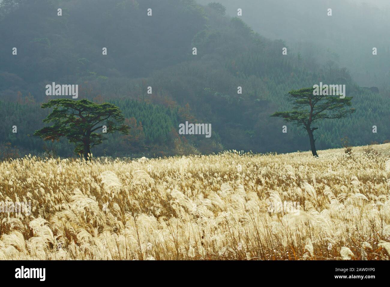 Field of Japanese Grass (Miscanthus Sinensis Stock Photo - Alamy