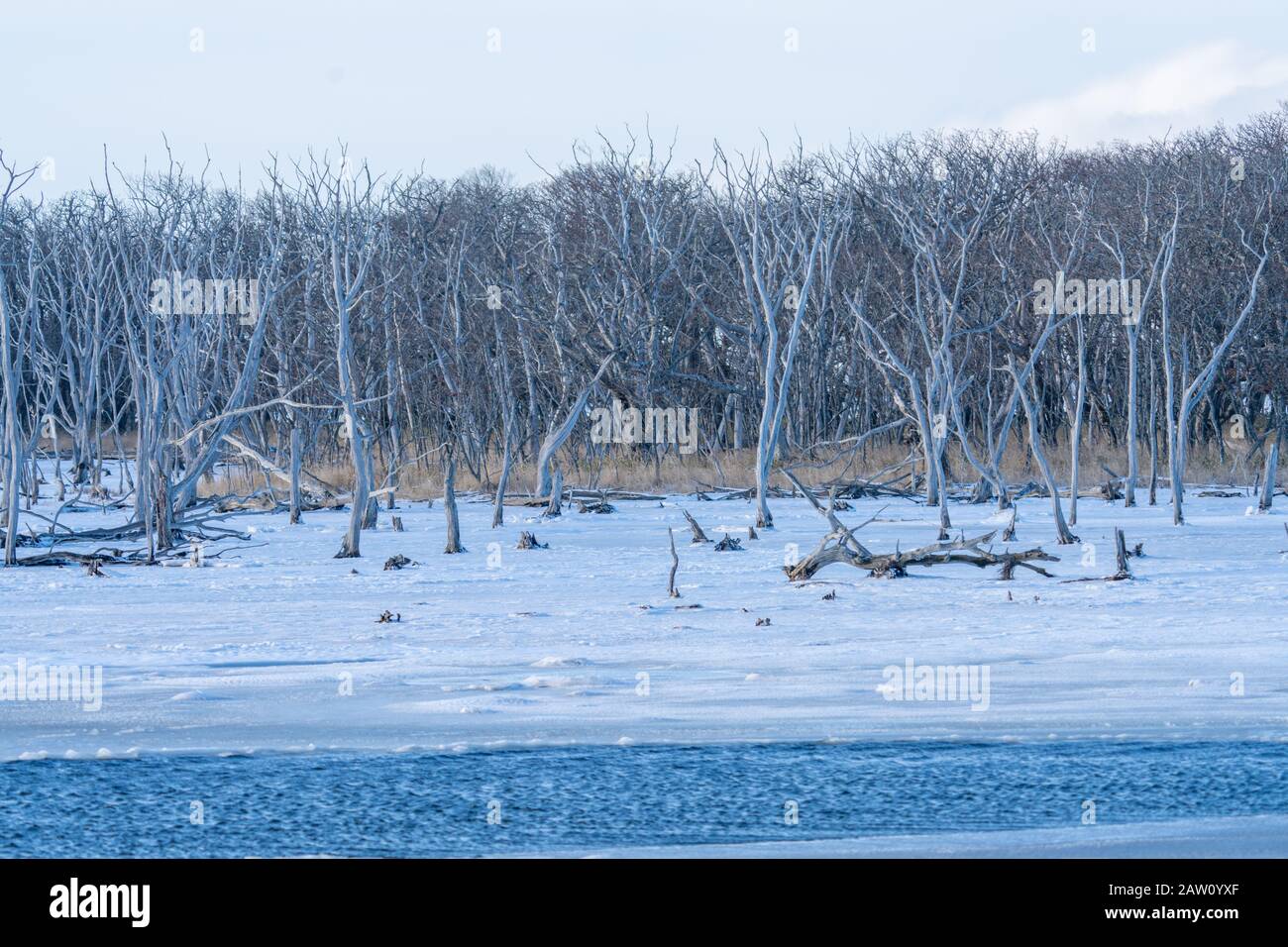 Narawara (Die Back Oak Trees), Hokkaido, Japan Stock Photo - Alamy