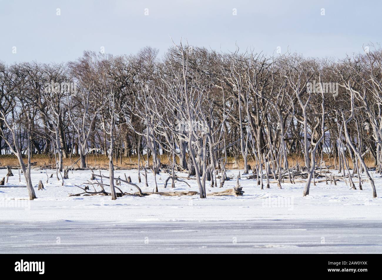 Narawara die back oak trees hi-res stock photography and images - Alamy