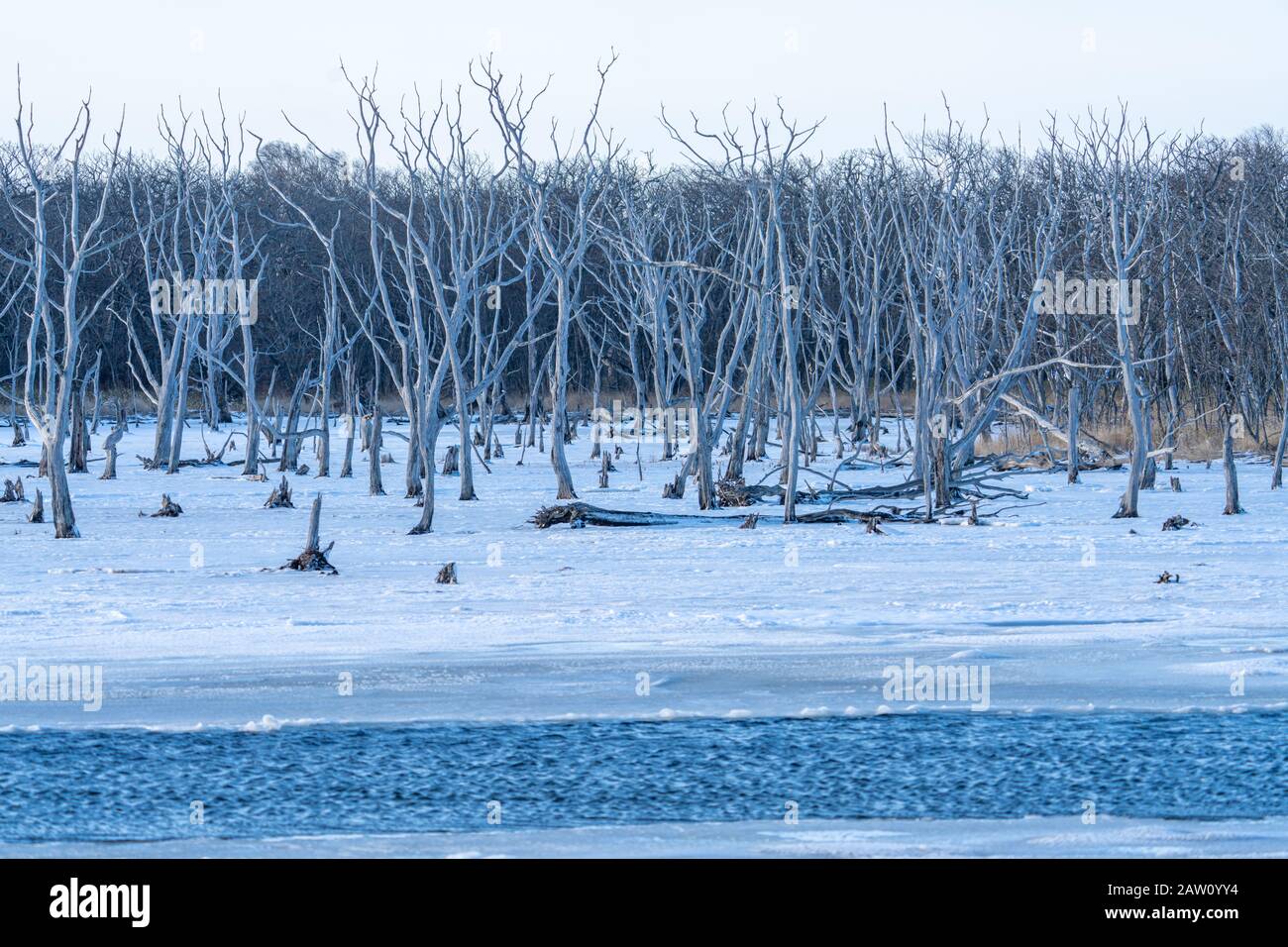 Narawara (Die Back Oak Trees), Hokkaido, Japan Stock Photo - Alamy