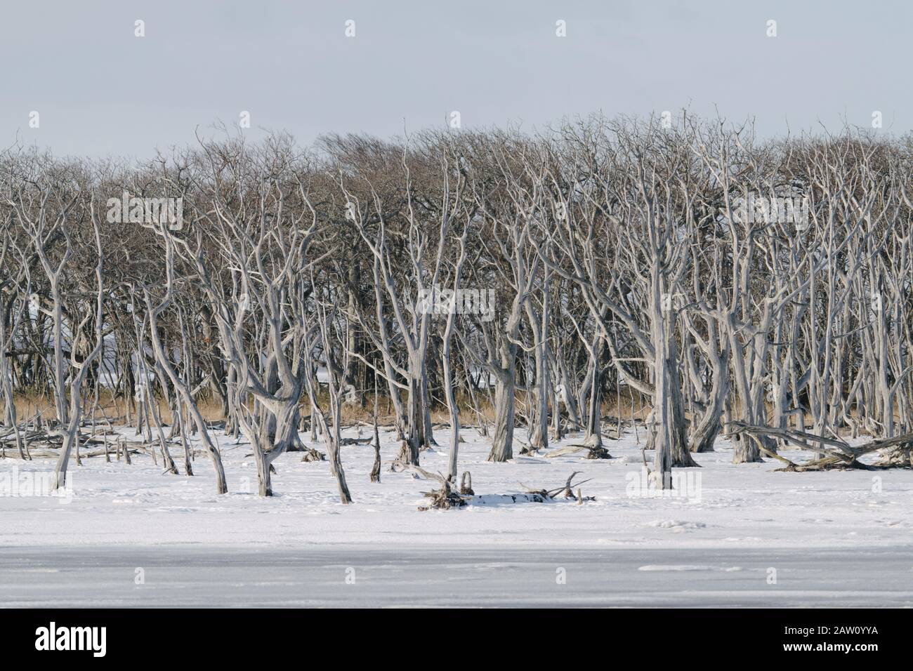Narawara die back oak trees hi-res stock photography and images - Alamy