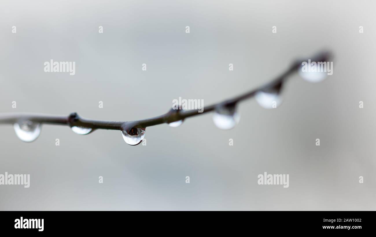 Dew drop on twig hi-res stock photography and images - Alamy