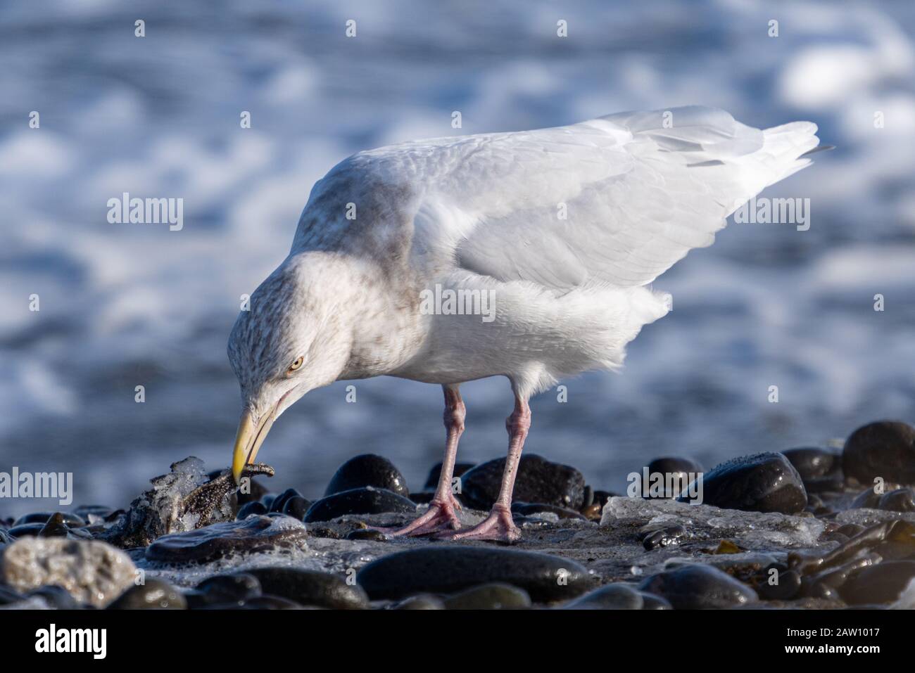 Gull eating starfish Stock Photo - Alamy