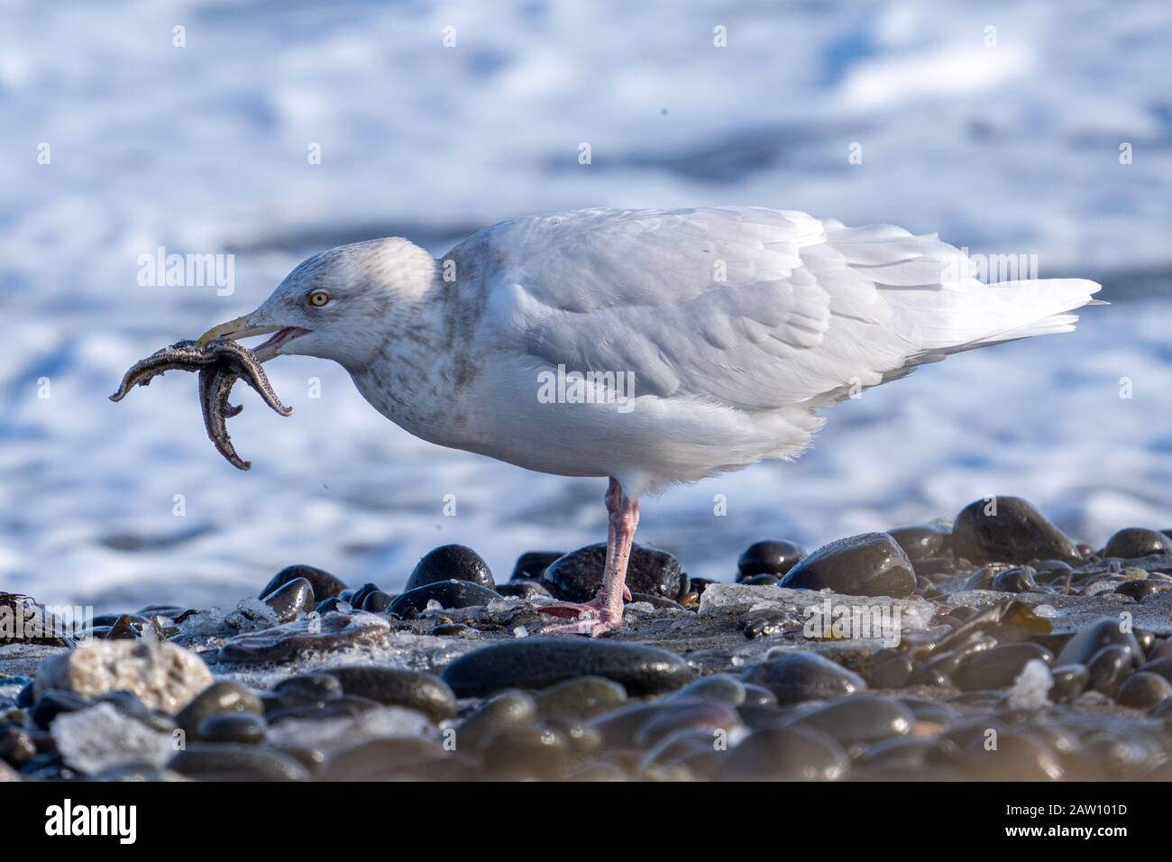 Gull eating starfish Stock Photo - Alamy