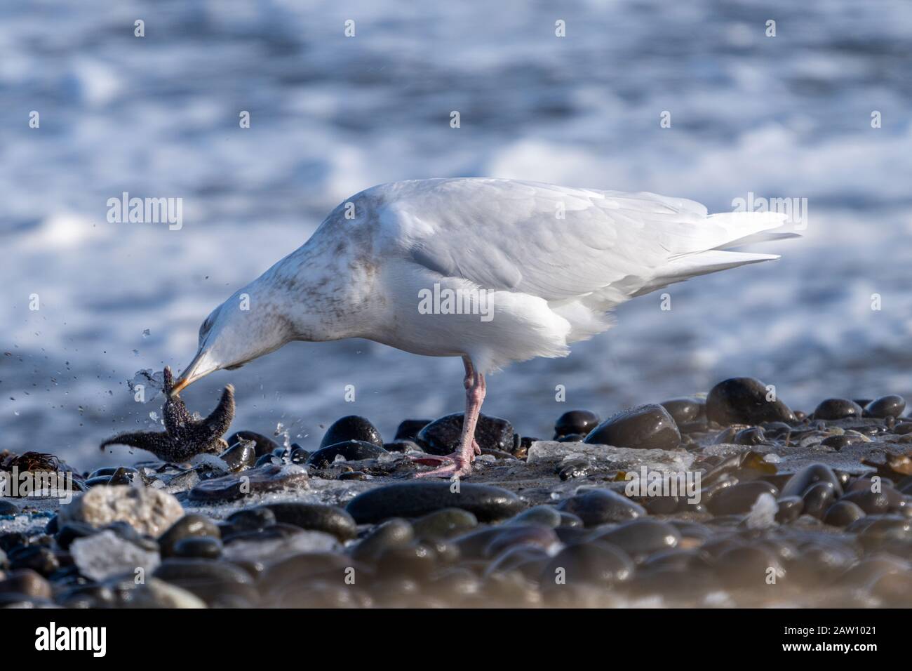 Gull eating starfish Stock Photo - Alamy