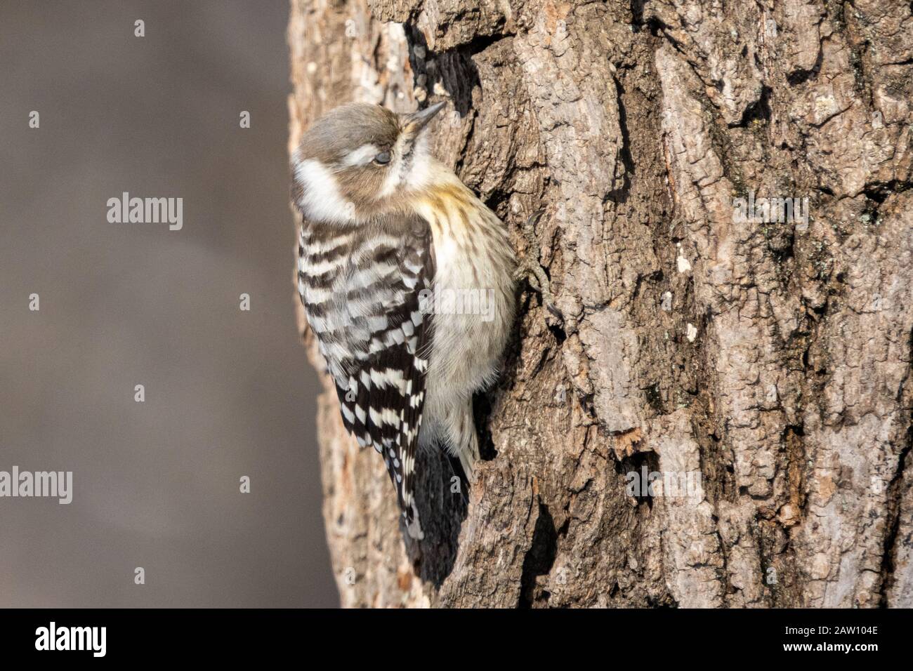 Japanese Pygmy Woodpecker Stock Photo - Alamy