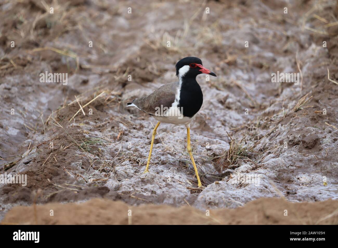 Birds with orange legs hi-res stock photography and images - Alamy