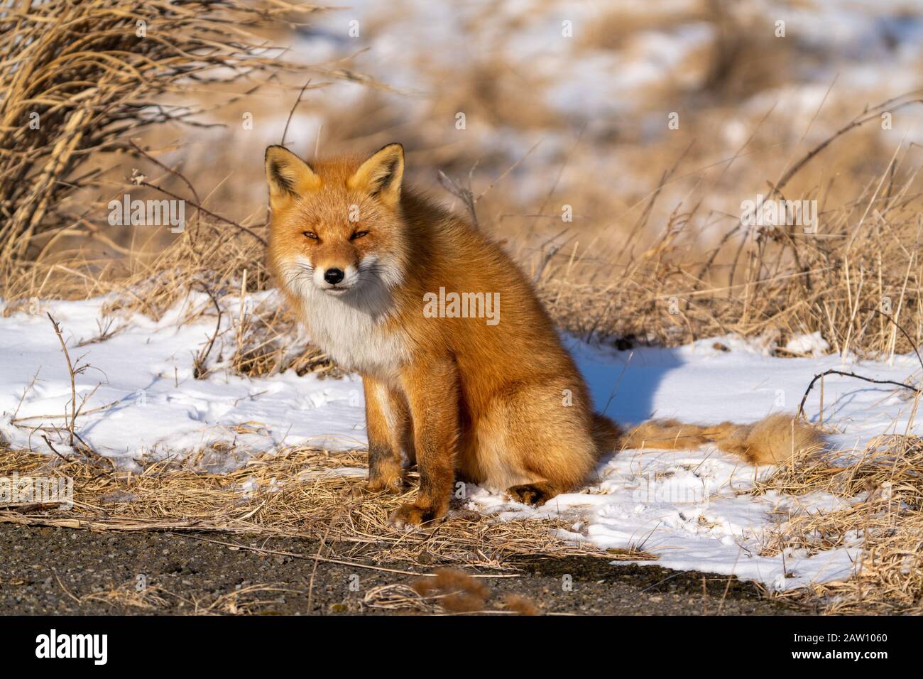 Ezo Red Fox Stock Photo - Alamy