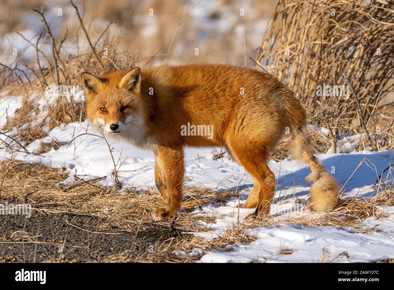 Ezo Red Fox Stock Photo - Alamy