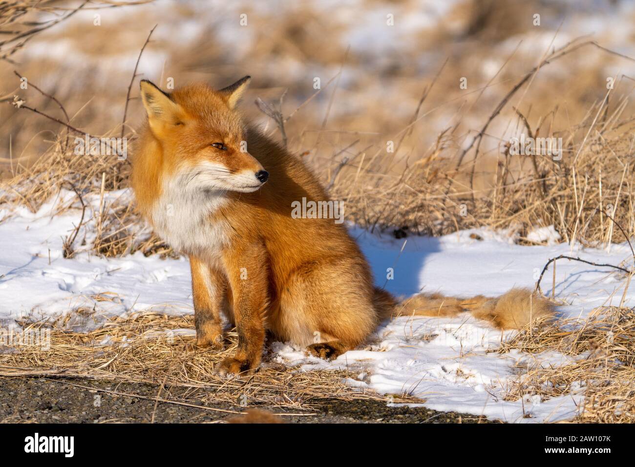 Red fox color hi-res stock photography and images - Alamy