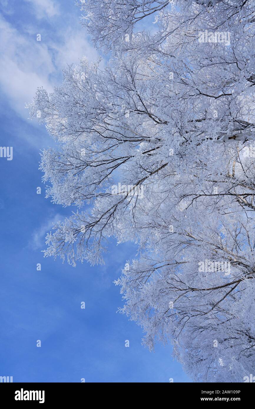 Rime ice and blue sky Stock Photo - Alamy