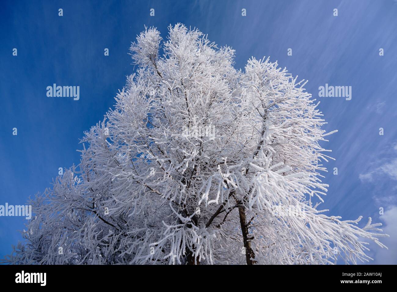 Rime ice and blue sky Stock Photo - Alamy