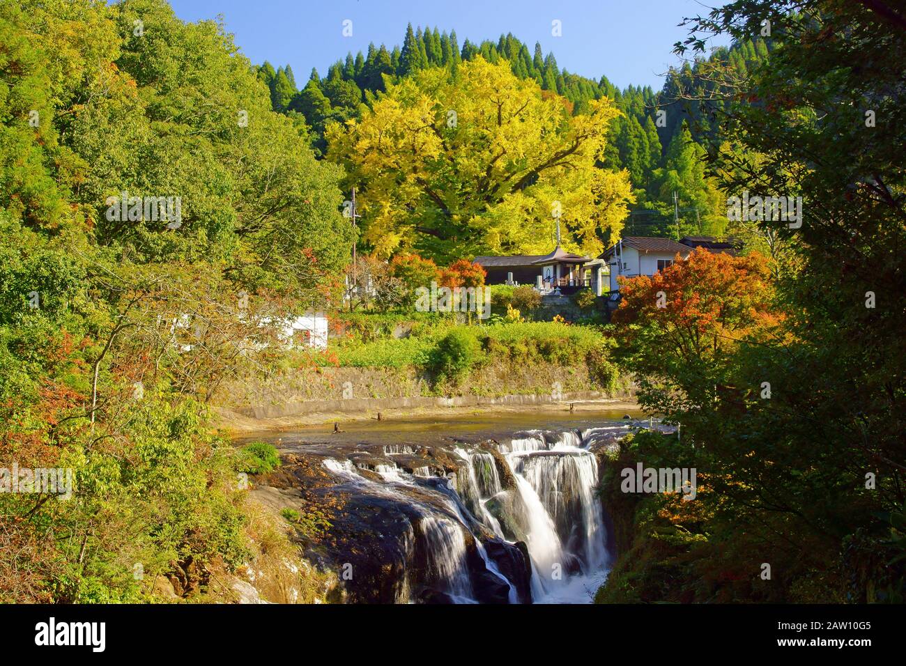 Shimojo Big Ginkgo Tree and Shimojo Fall Stock Photo - Alamy