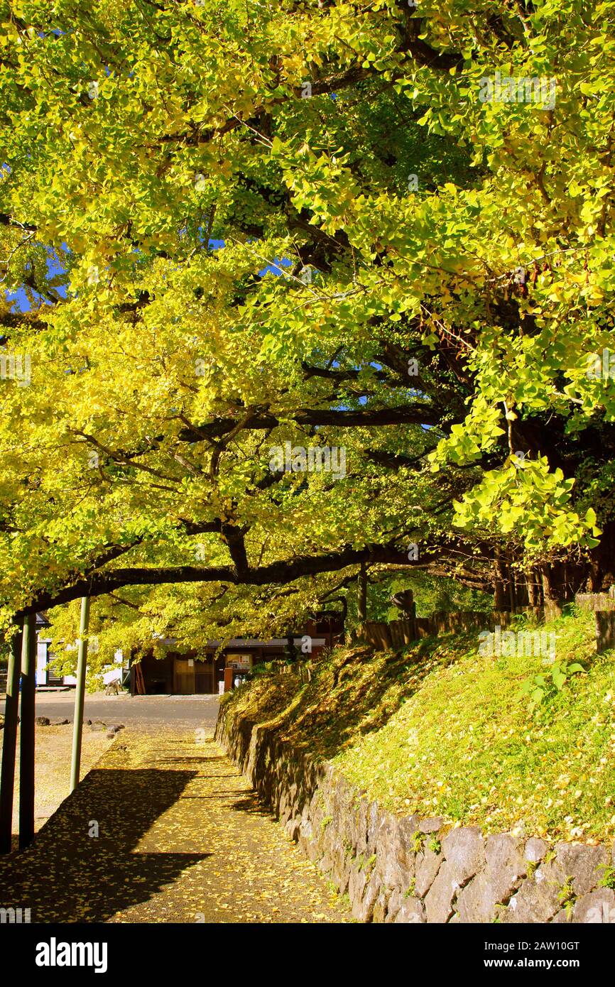 Shimojo Big Ginkgo Tree Stock Photo - Alamy