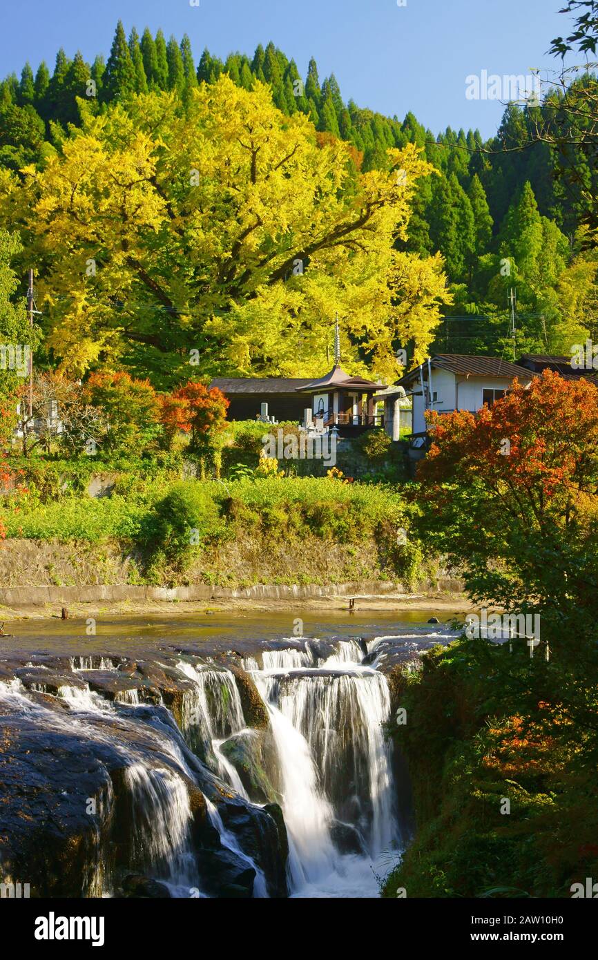 Shimojo Big Ginkgo Tree and Shimojo Fall Stock Photo - Alamy