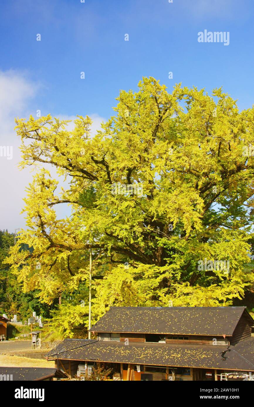 Shimojo hi-res stock photography and images - Alamy