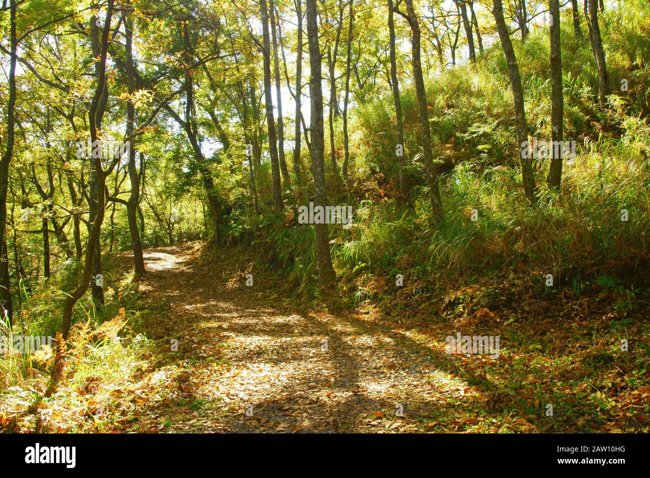 Mazeno Valley, Kumamoto Prefecture, Japan Stock Photo - Alamy