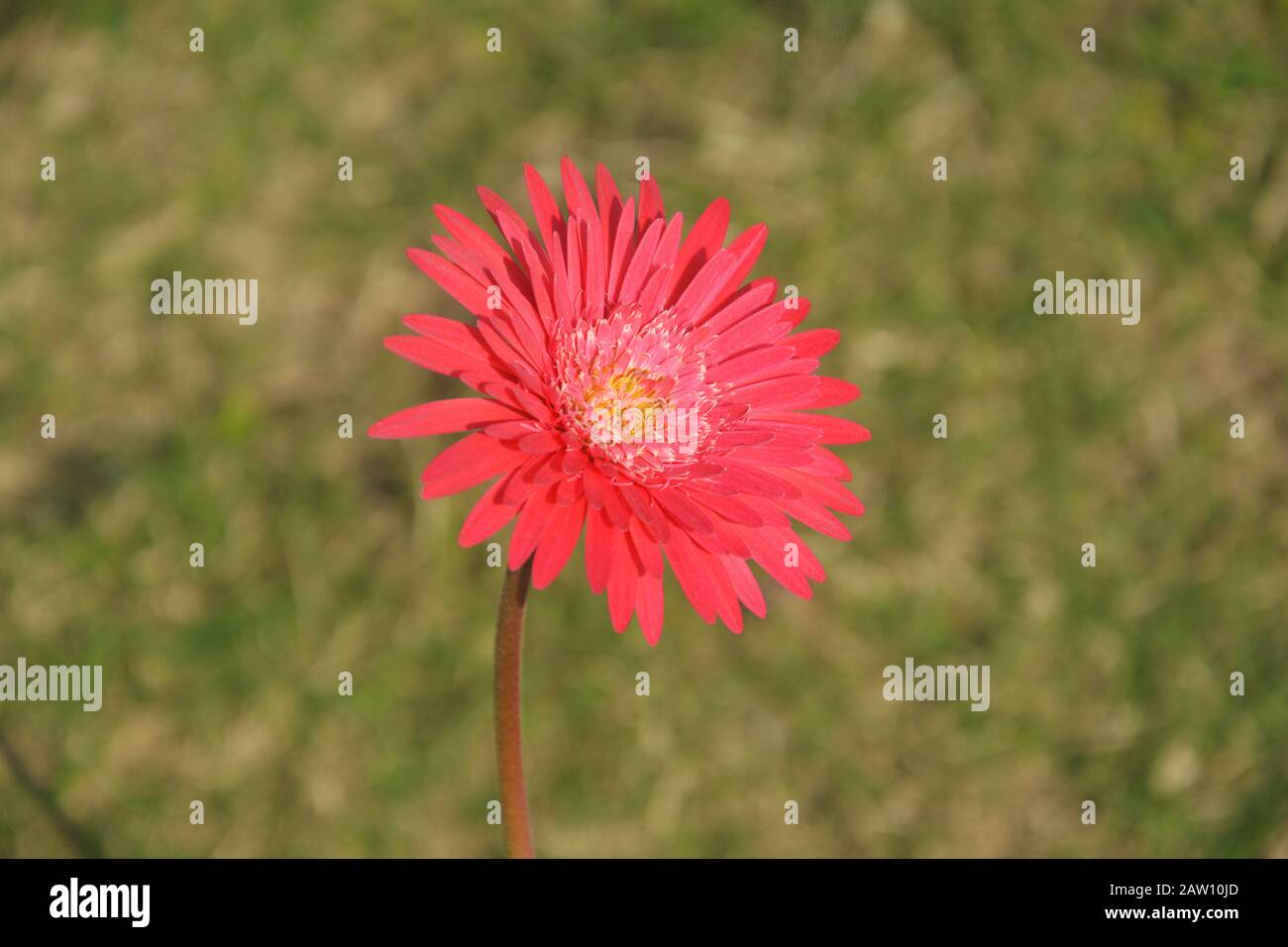 Close up of a beautiful Gerbera Daisy flower growing in a pot in open ...