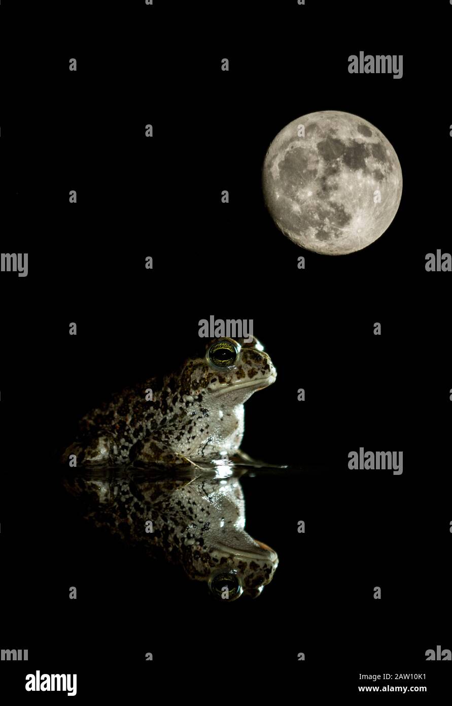 Natterjack toad (Epidalea calamita) with moon in background, Spain ...