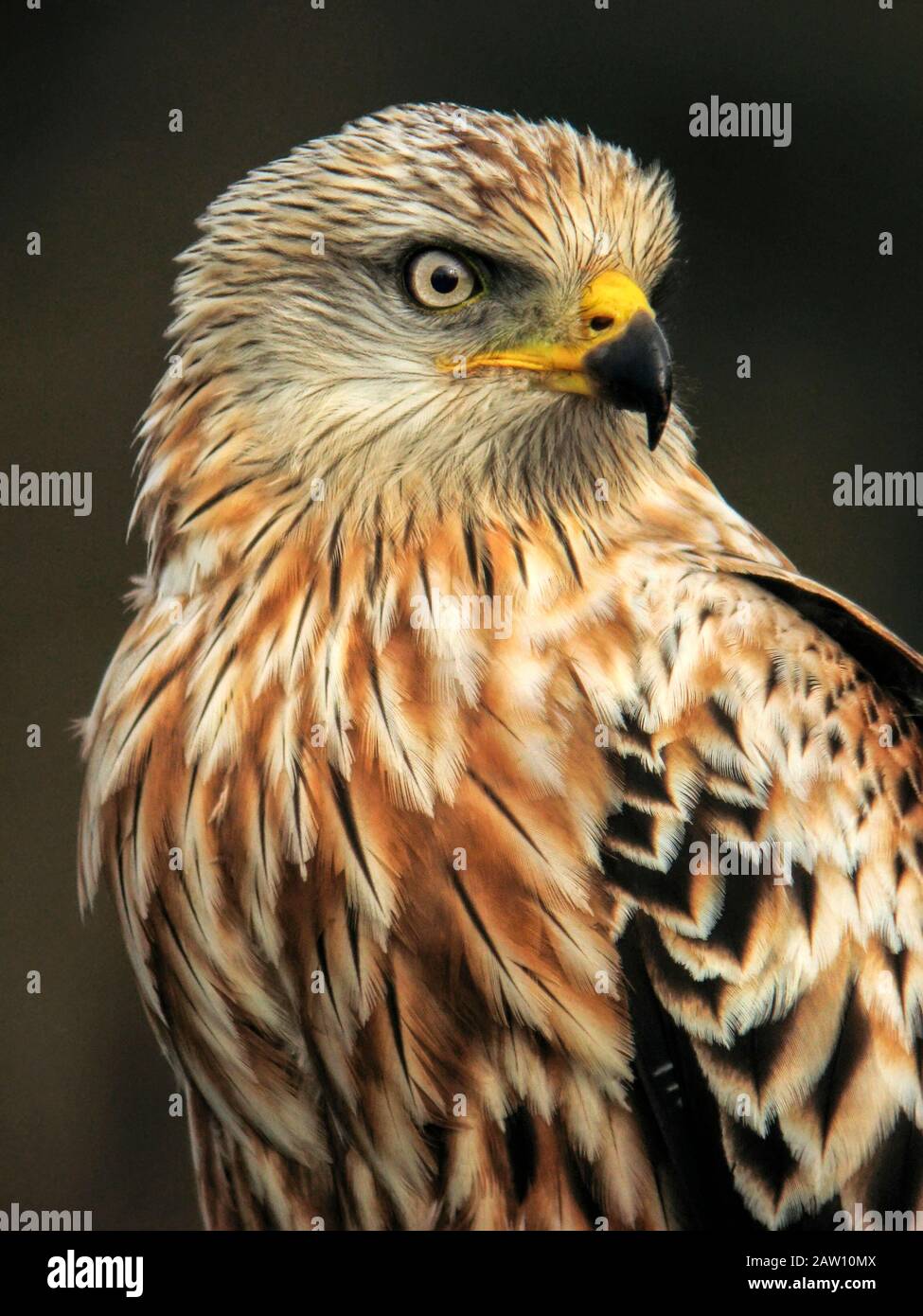 Kitel hi-res stock photography and images - Alamy