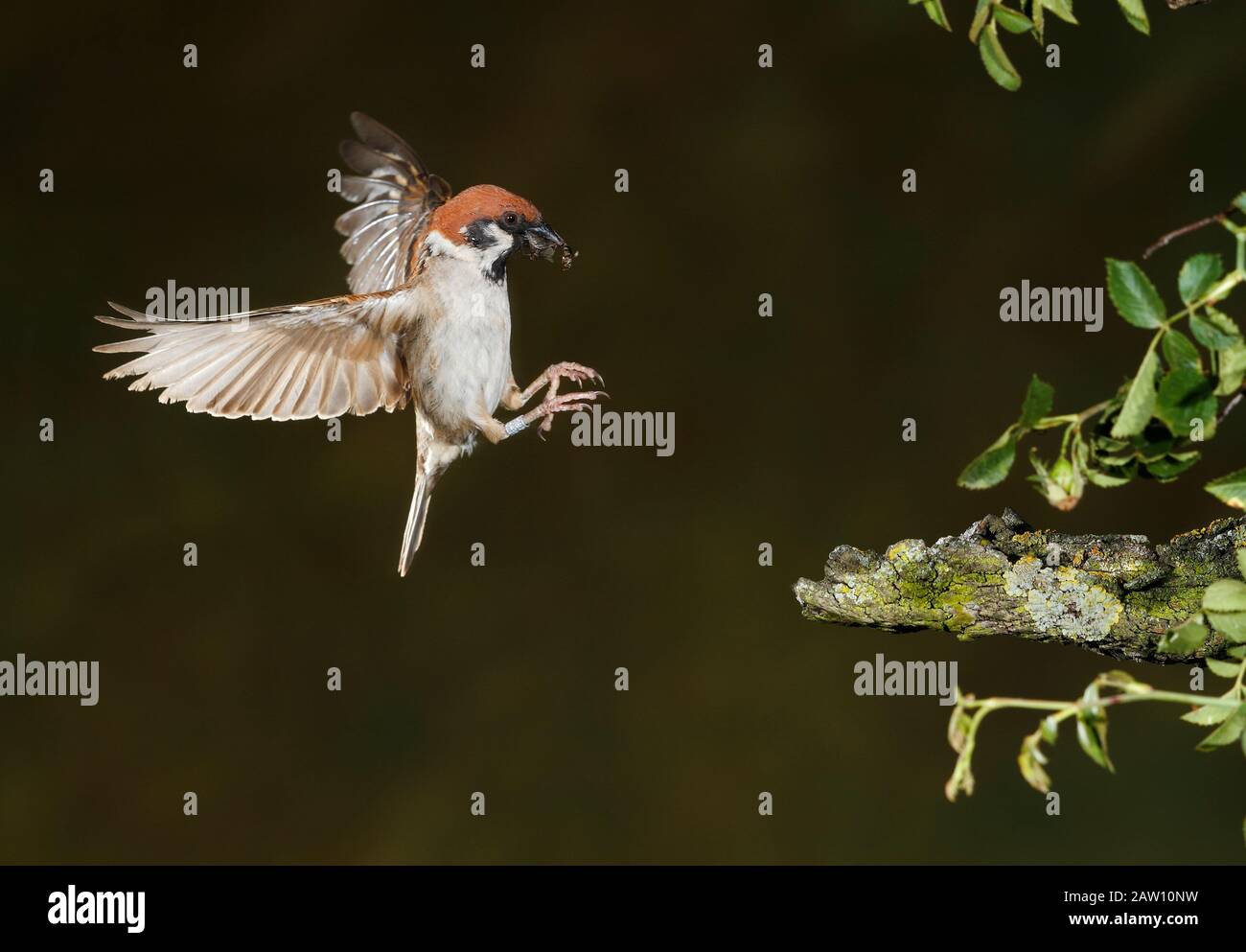 Eurasian Tree Sparrow (Passer montanus) flying with prey, Spain Stock ...
