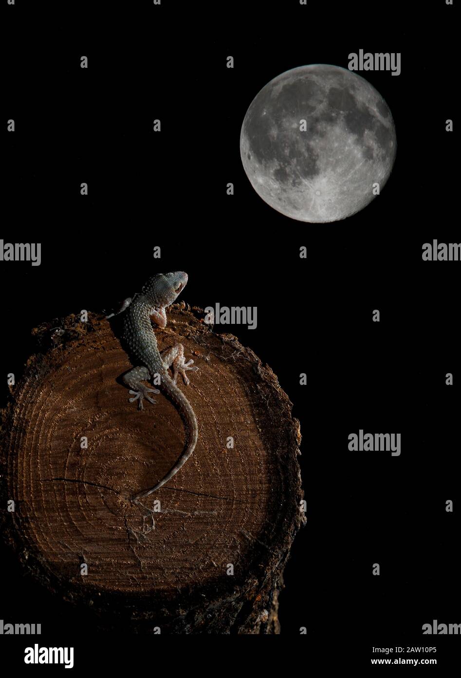 Moorish Wall Gecko (Tarentola mauritanica) with moon in background ...