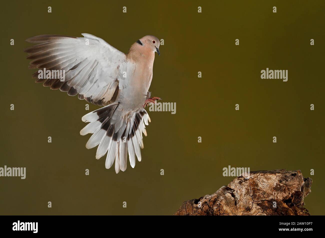 Eurasian collared dove in flight hi-res stock photography and images ...
