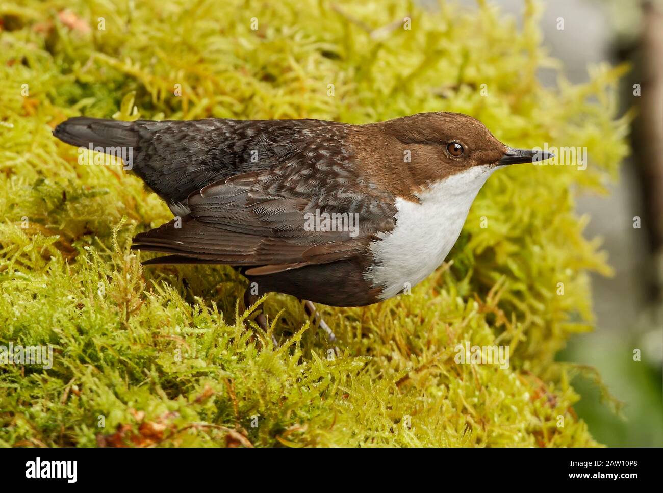 Dipper species hi-res stock photography and images - Alamy