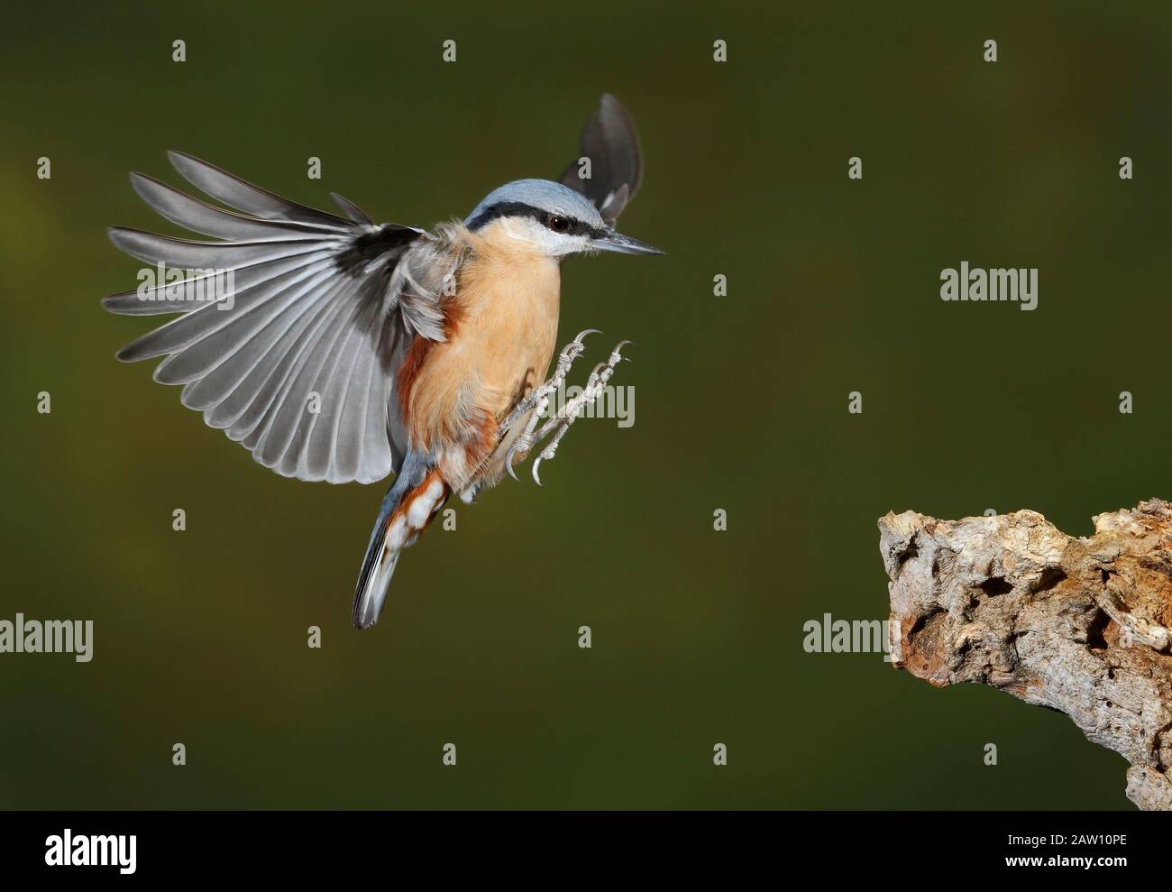 Nuthatch in flight hi-res stock photography and images - Alamy