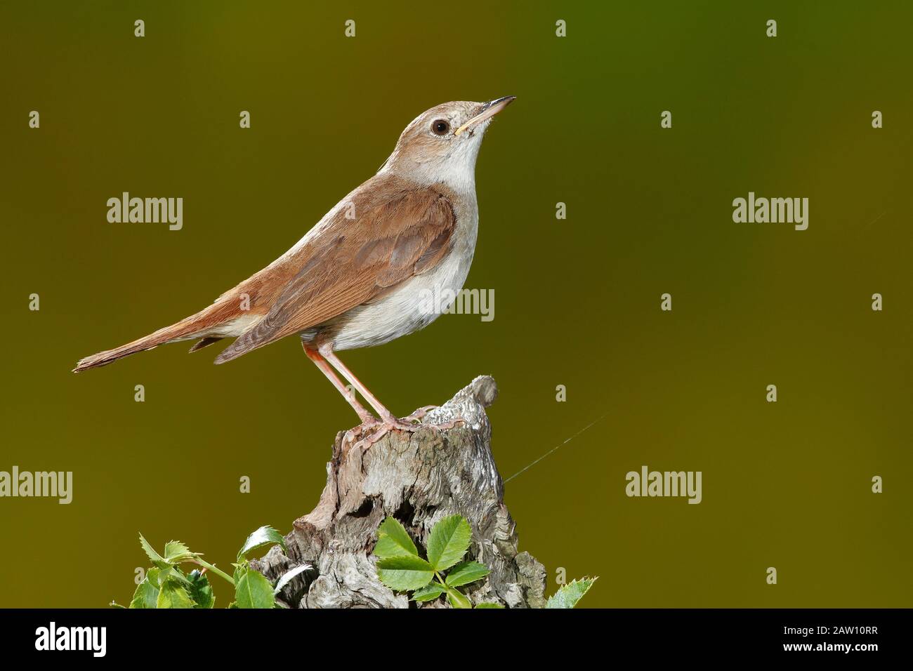 Spanish nightingale hi-res stock photography and images - Alamy