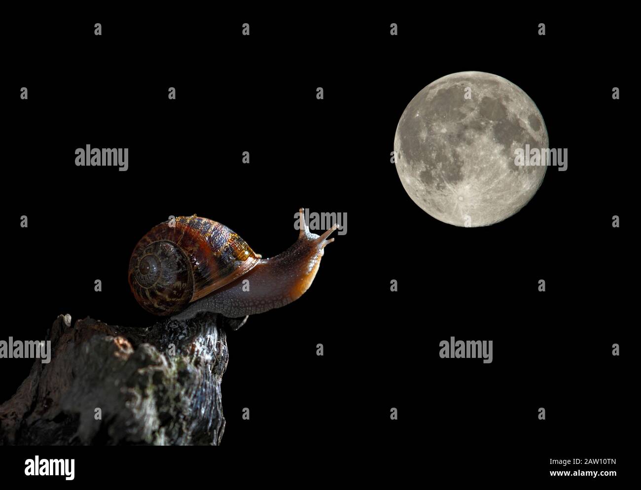 Moon snail hi-res stock photography and images - Alamy