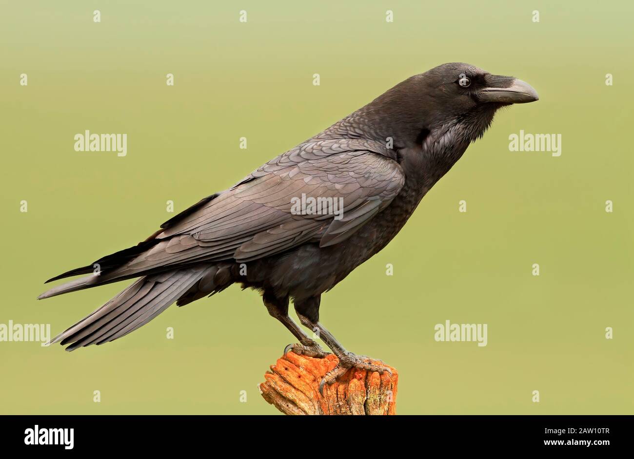 Cuervo comun hi-res stock photography and images - Alamy