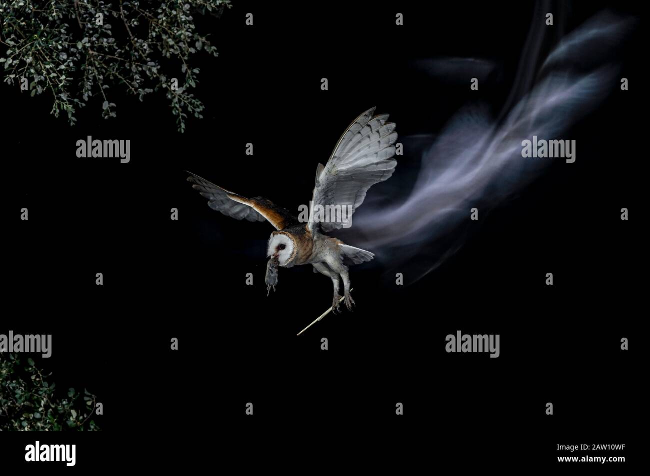 Barn owl (Tyto alba) flying at night with prey, Spain Stock Photo - Alamy