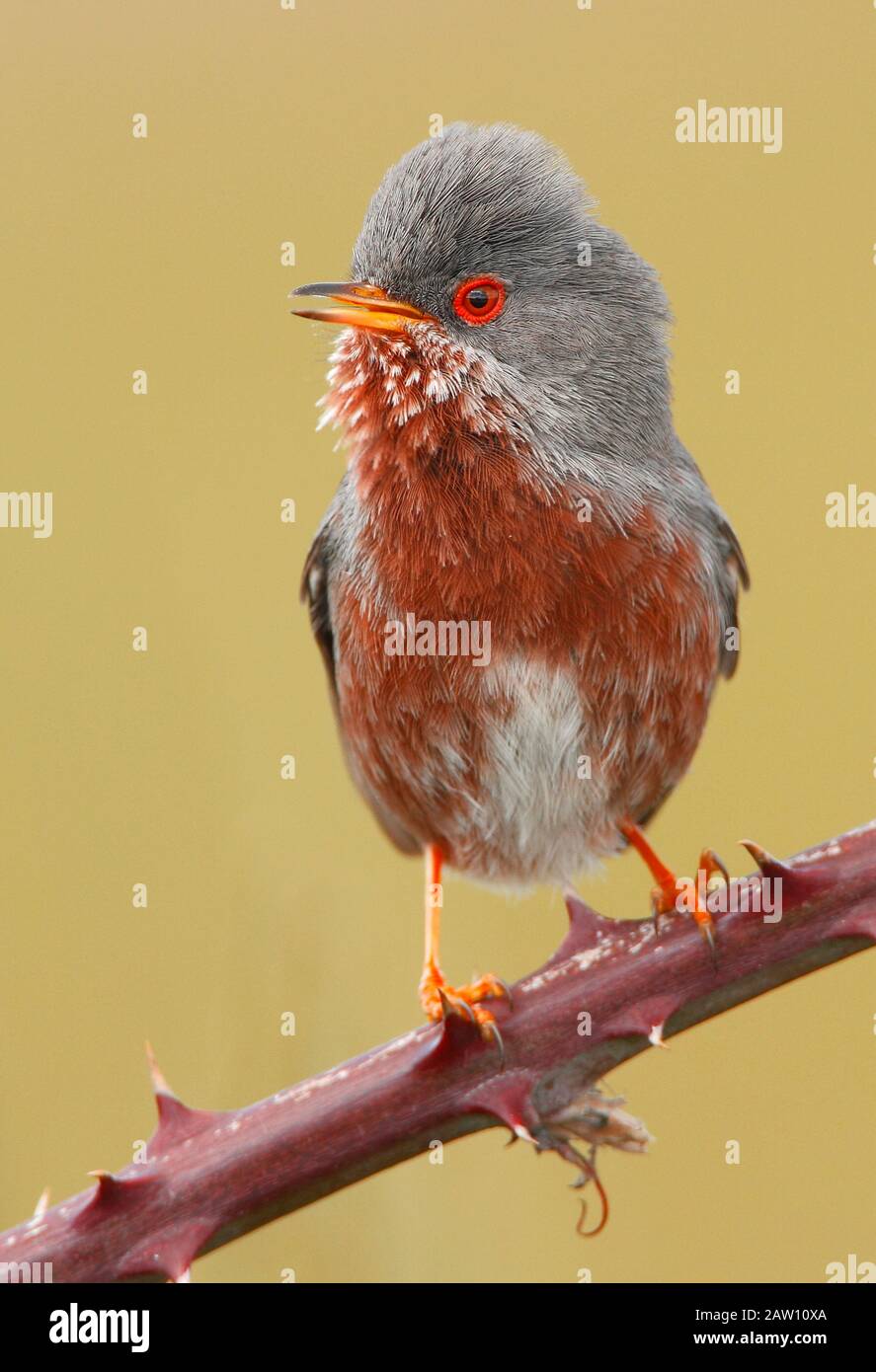 Dartford Warbler (Sylvia undata), Spain Stock Photo - Alamy