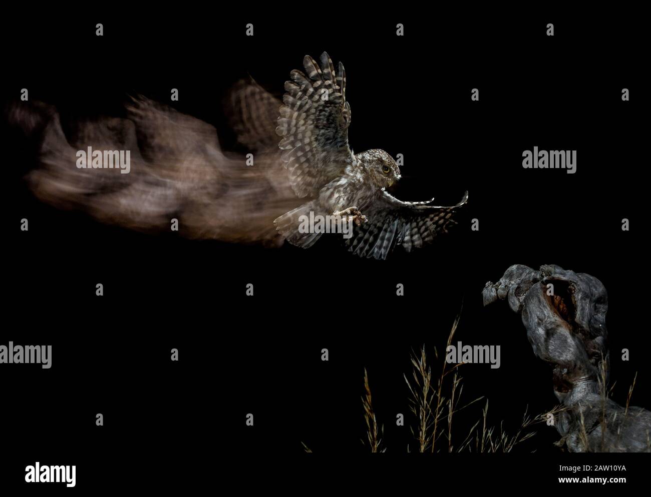 Athene noctua flying hi-res stock photography and images - Alamy
