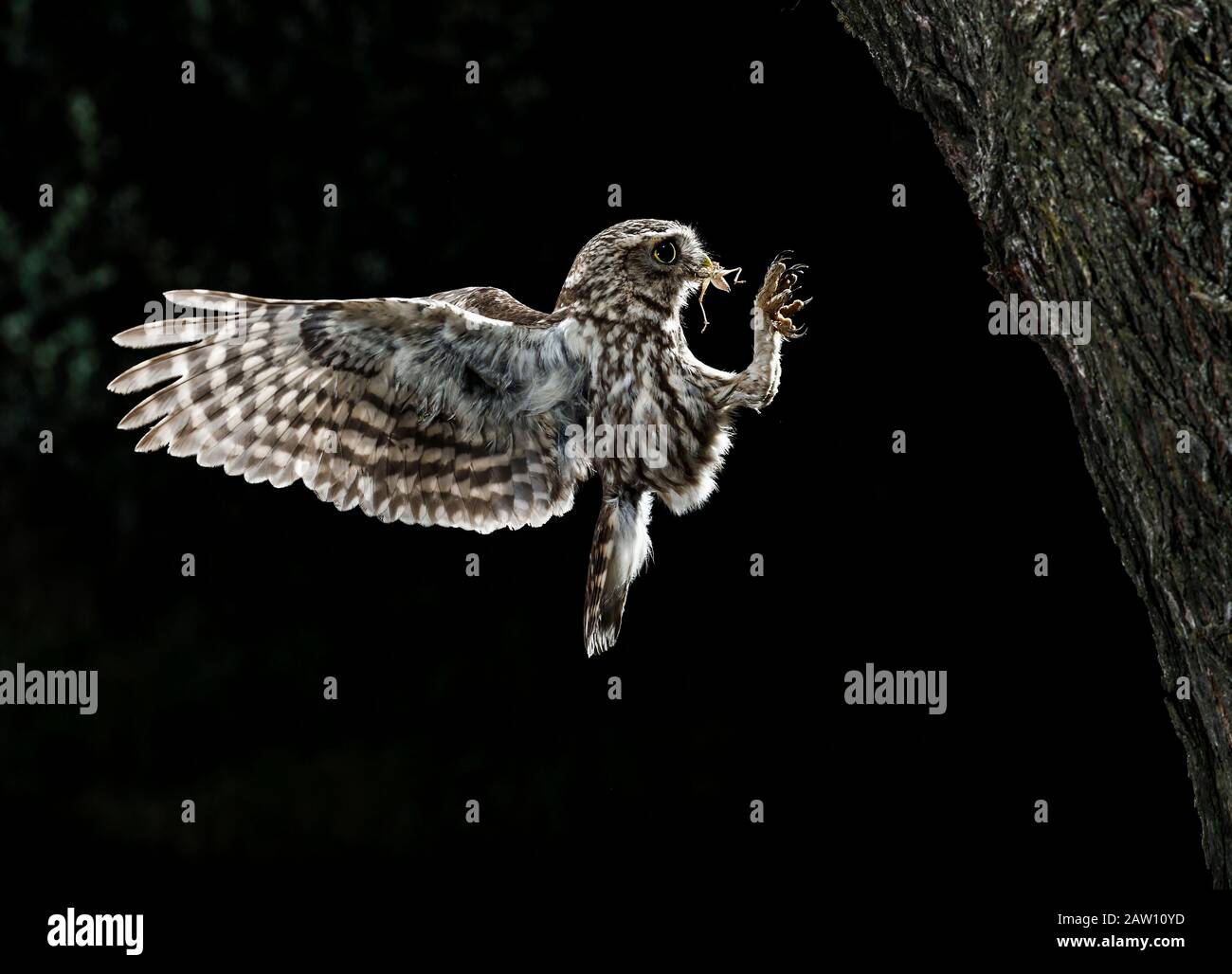 Little Owl (Athene noctua) flying with prey at night, Spain Stock Photo ...