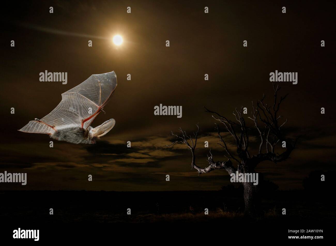 Long eared bat flying hi-res stock photography and images - Alamy
