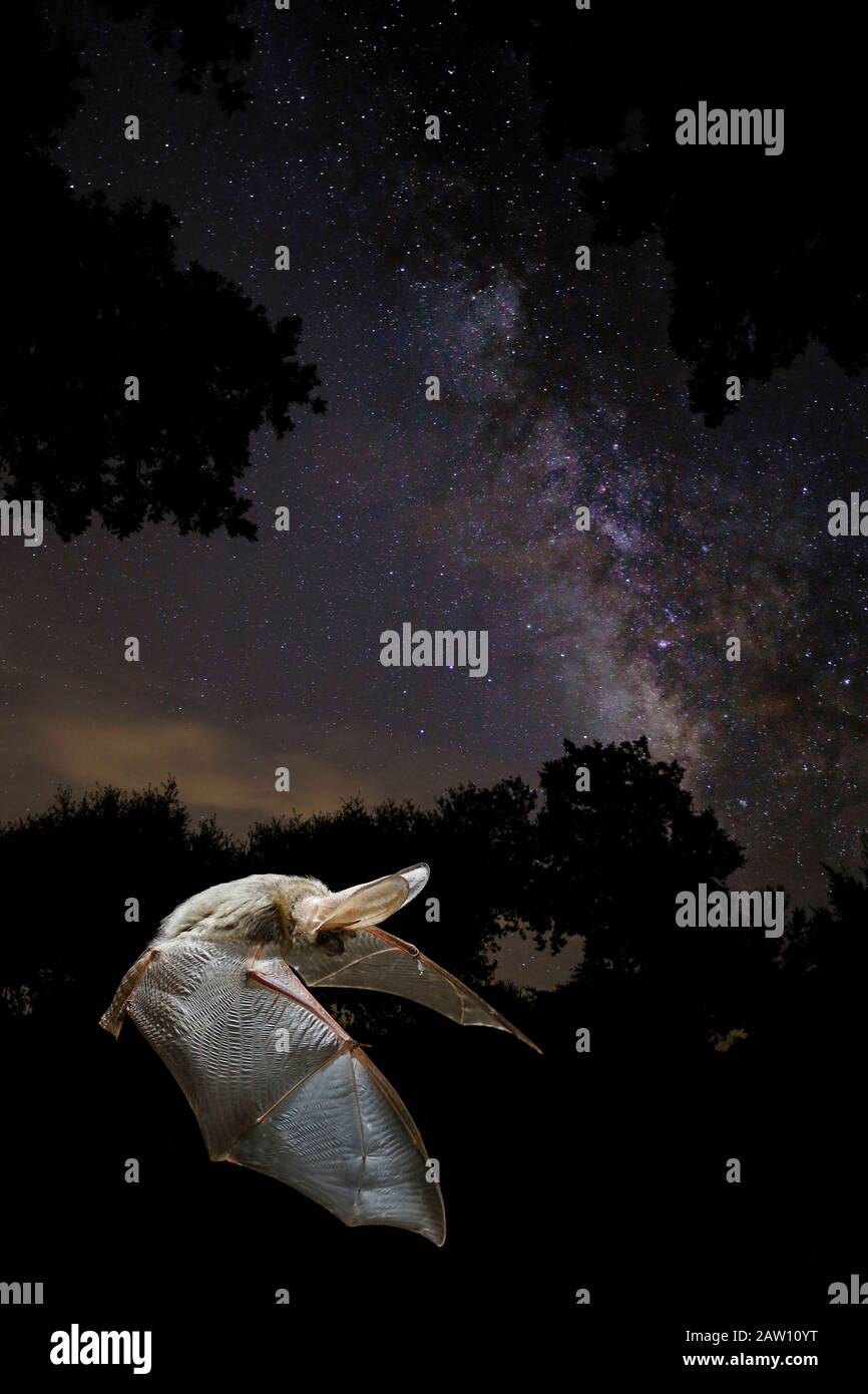 Common long-eared bat (Eptesicus serotinus) flying at night with milky ...