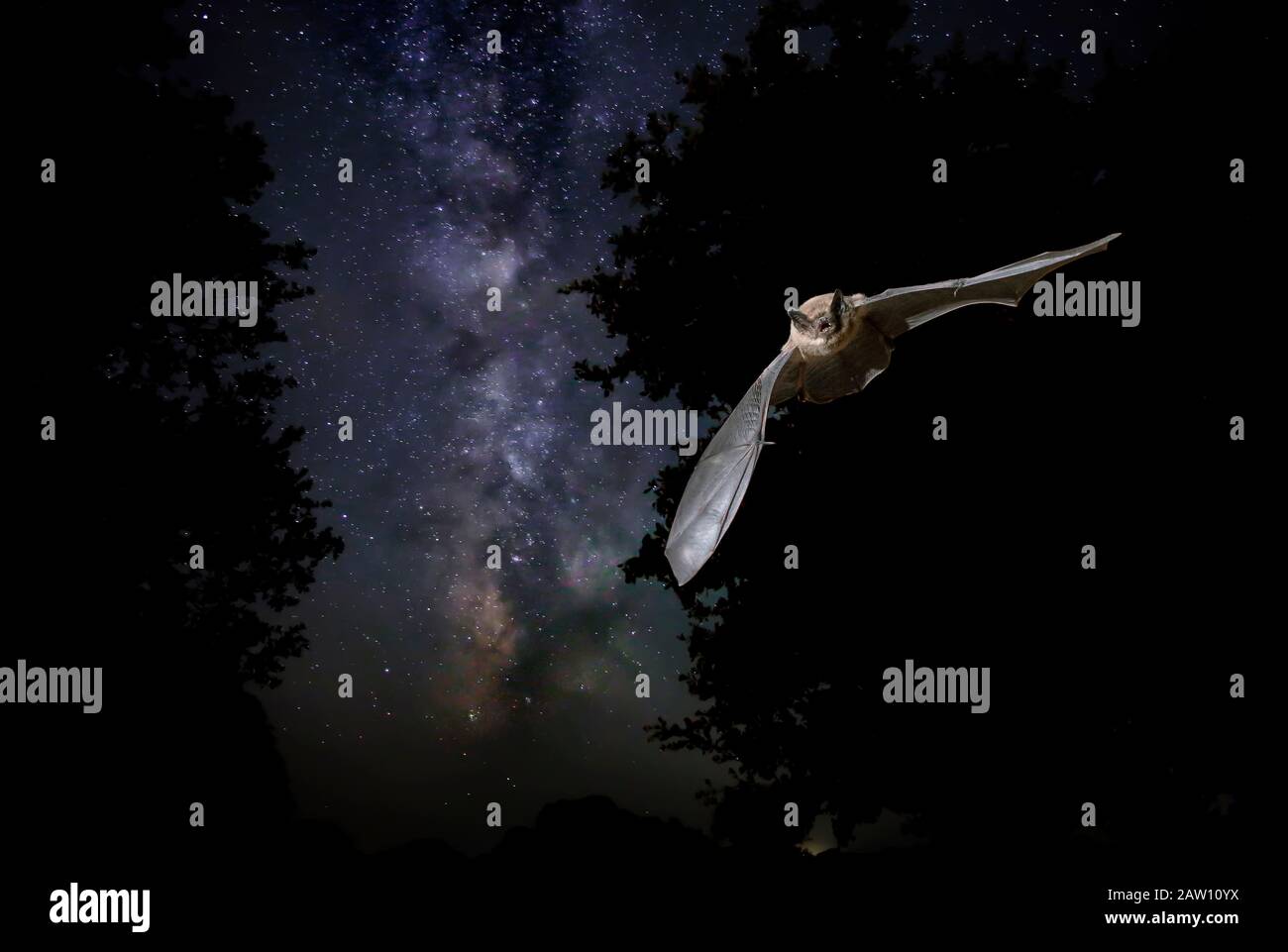 Eptesicus serotinus hi-res stock photography and images - Alamy