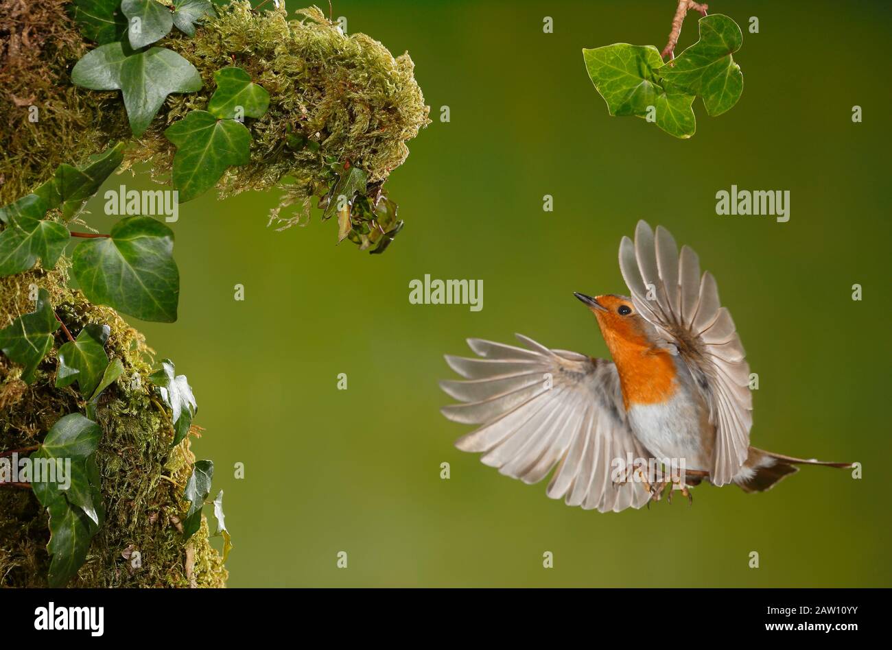 Robin fauna hi-res stock photography and images - Alamy
