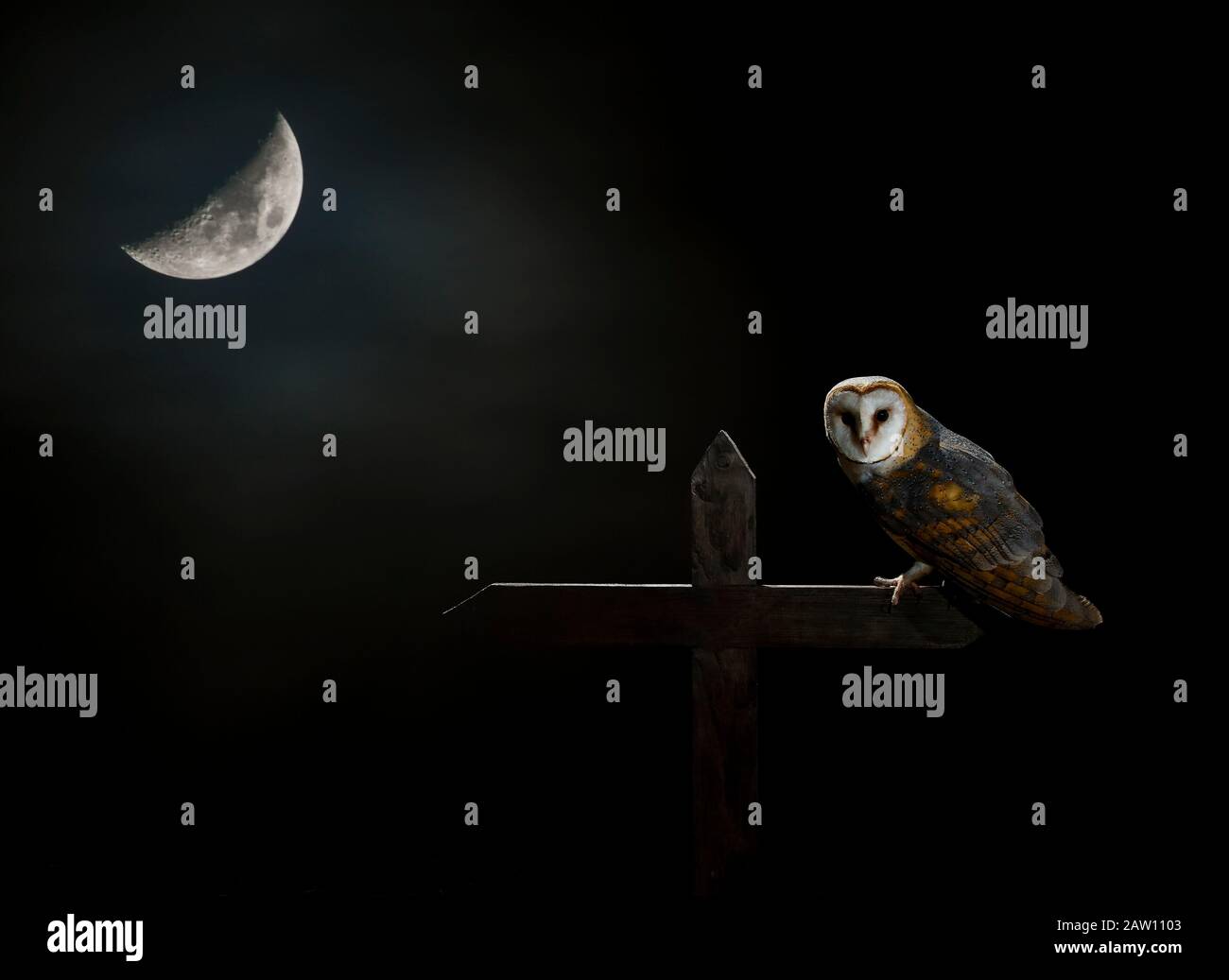 Owl moon night hi-res stock photography and images - Alamy