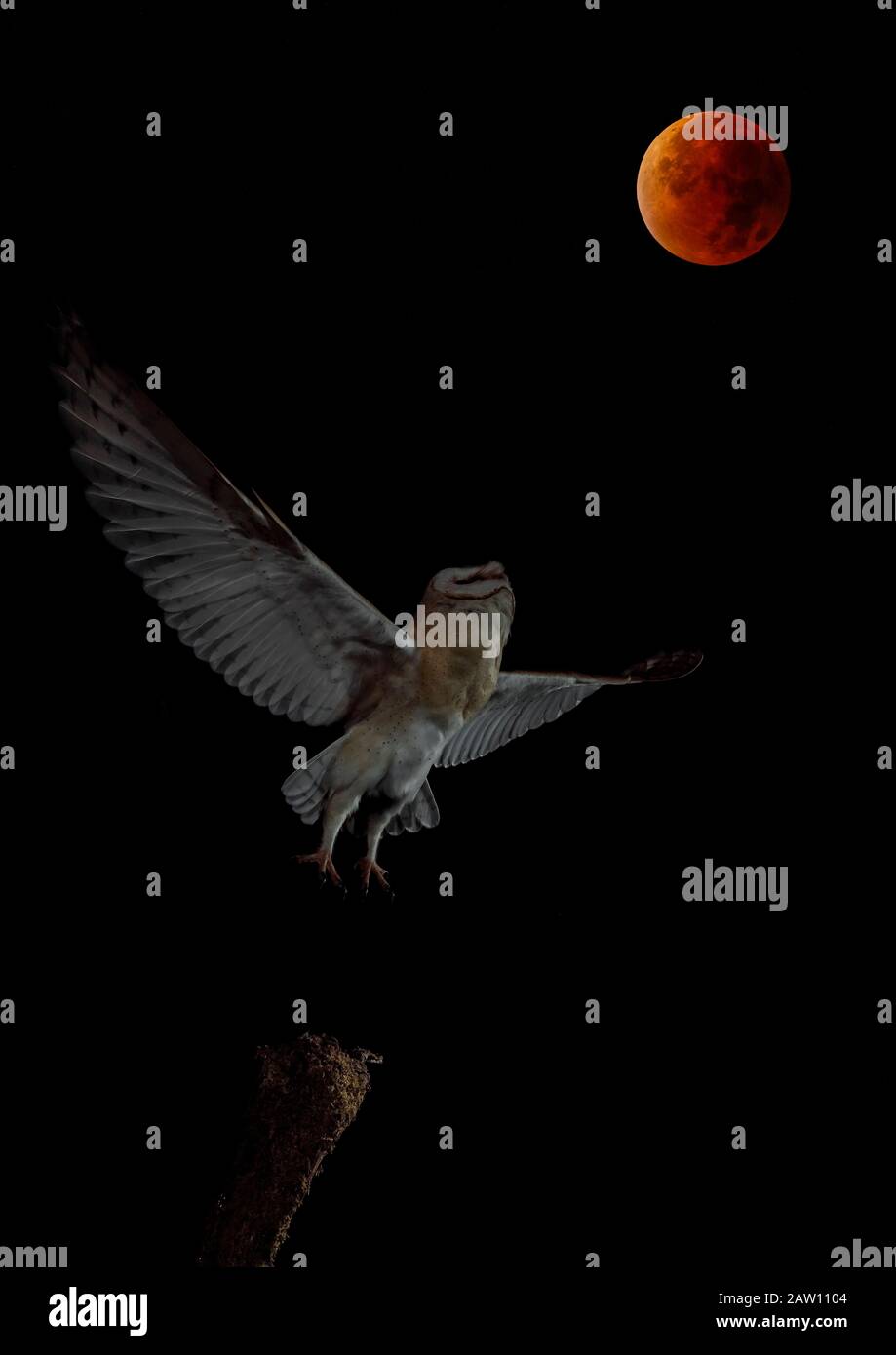 Moon barn owl hi-res stock photography and images - Alamy