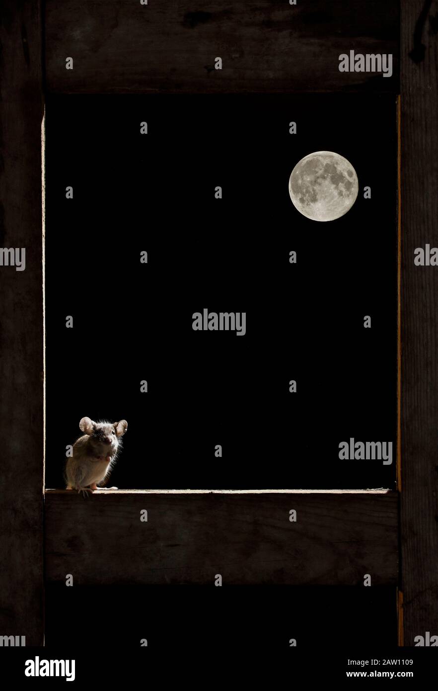 House of mouse hi-res stock photography and images - Alamy