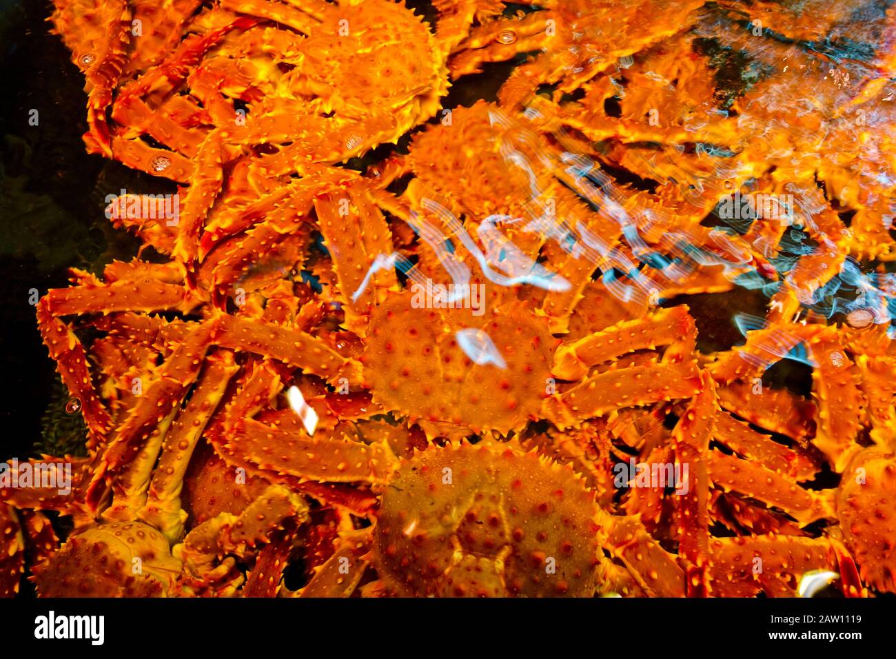 Hokkaiddo is the crab capital of the world for its cold weather. There ...