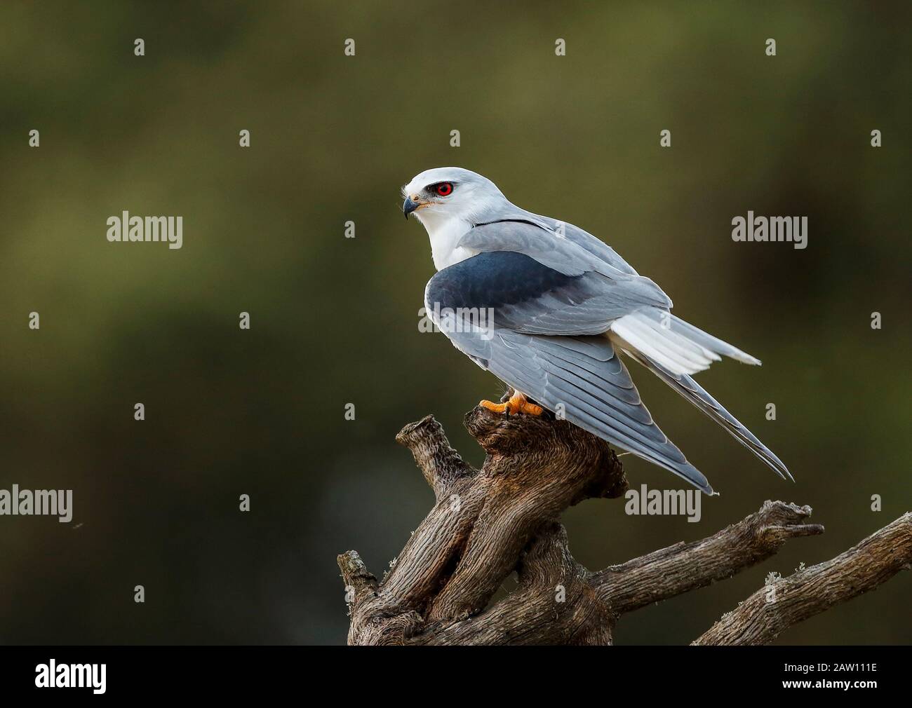 Black-winged Kite (Elanus caeruleus), Spain Stock Photo - Alamy