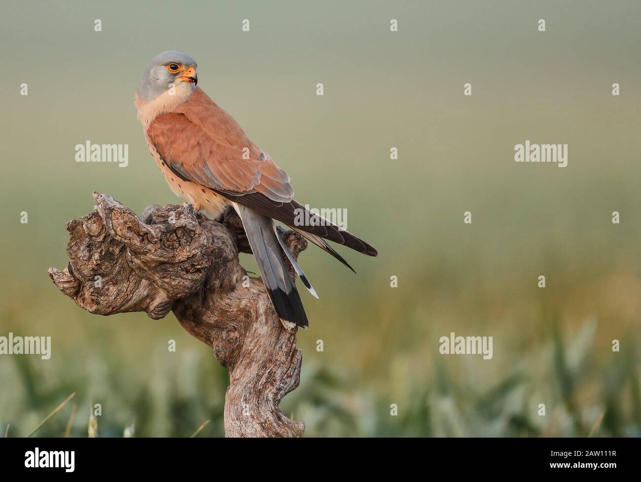 Lesser kestrel (Falco naumanni), Spain Stock Photo - Alamy