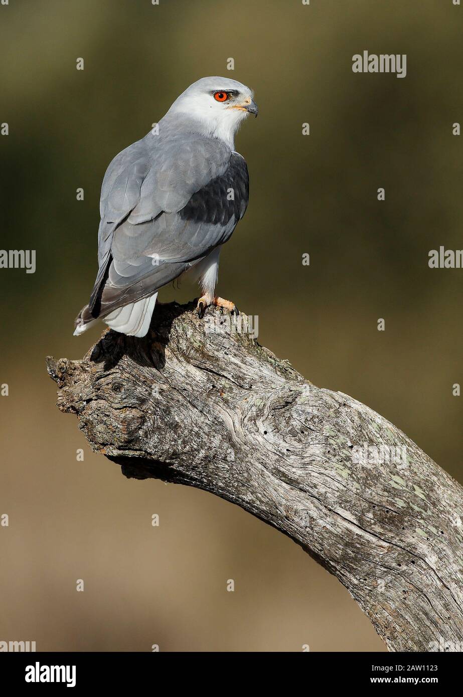 Black-winged Kite (Elanus caeruleus), Spain Stock Photo - Alamy
