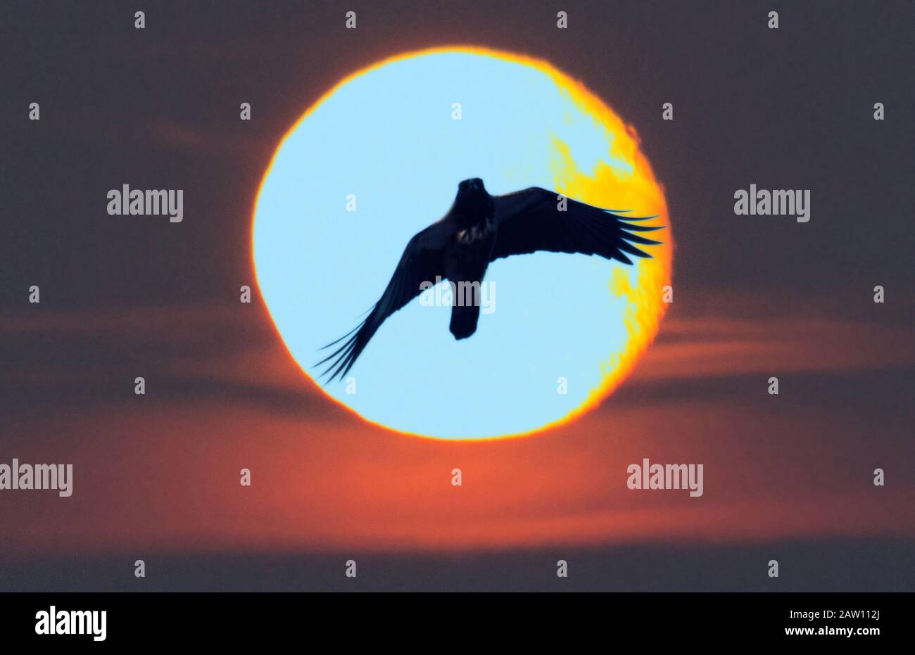 Black bird of prey against the Golden disk of sun. Symbol of solar ...